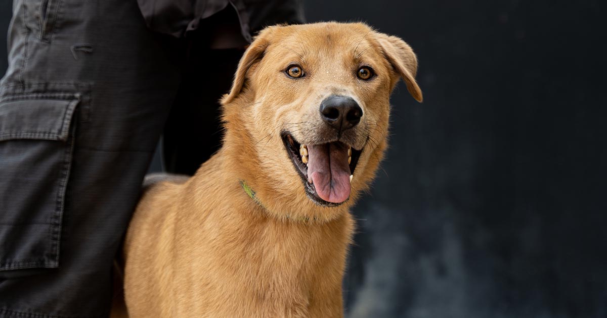 Adopt Pradit | Soi Dog Foundation